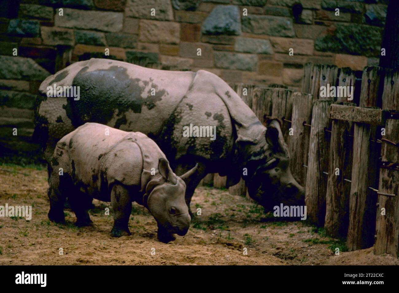 Creator: Stolz, Gary M. Subjects: Mammals;Animals;Wildlife. . 1998 ... Creator: Stolz, Gary M. Subjects: Mammals;Animals;Wildlife. . 1998 ...