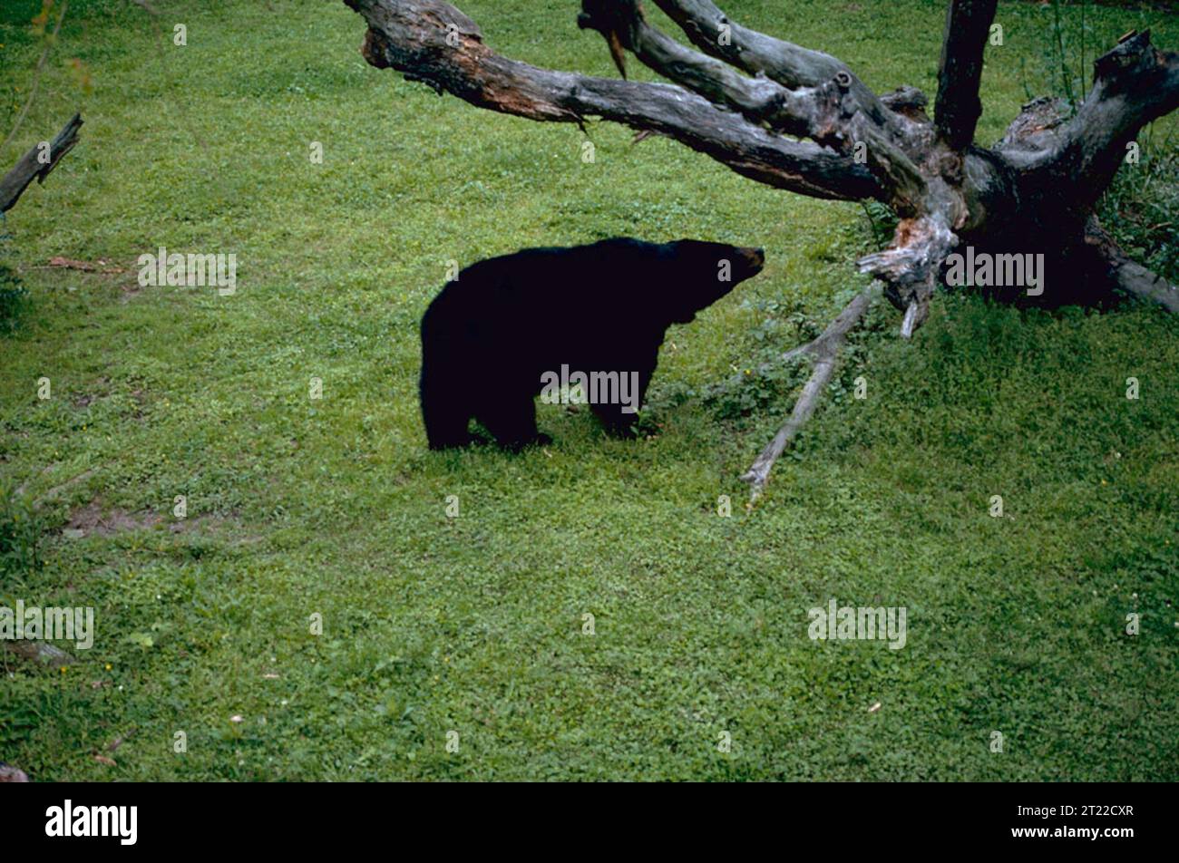 Creator: Stolz, Gary M. Subjects: Animals;Mammals;Endangered species ... Creator: Stolz, Gary M. Subjects: Animals;Mammals;Endangered species ...