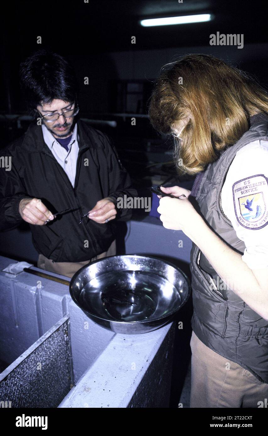 Biologists work inside the laboratory at Lamar National Fish Hatchery ...