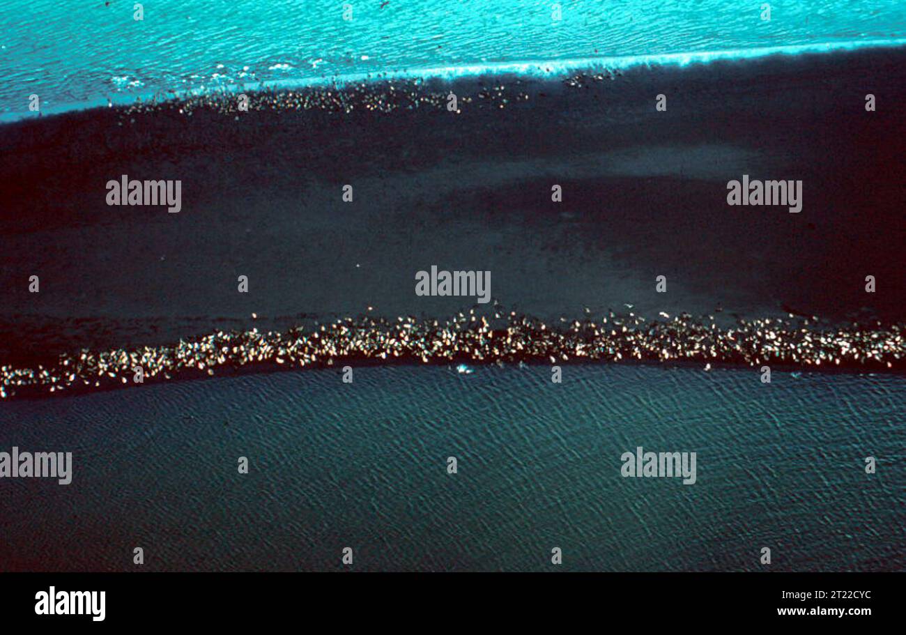 Creator: Sarvis John Stock Photo - Alamy