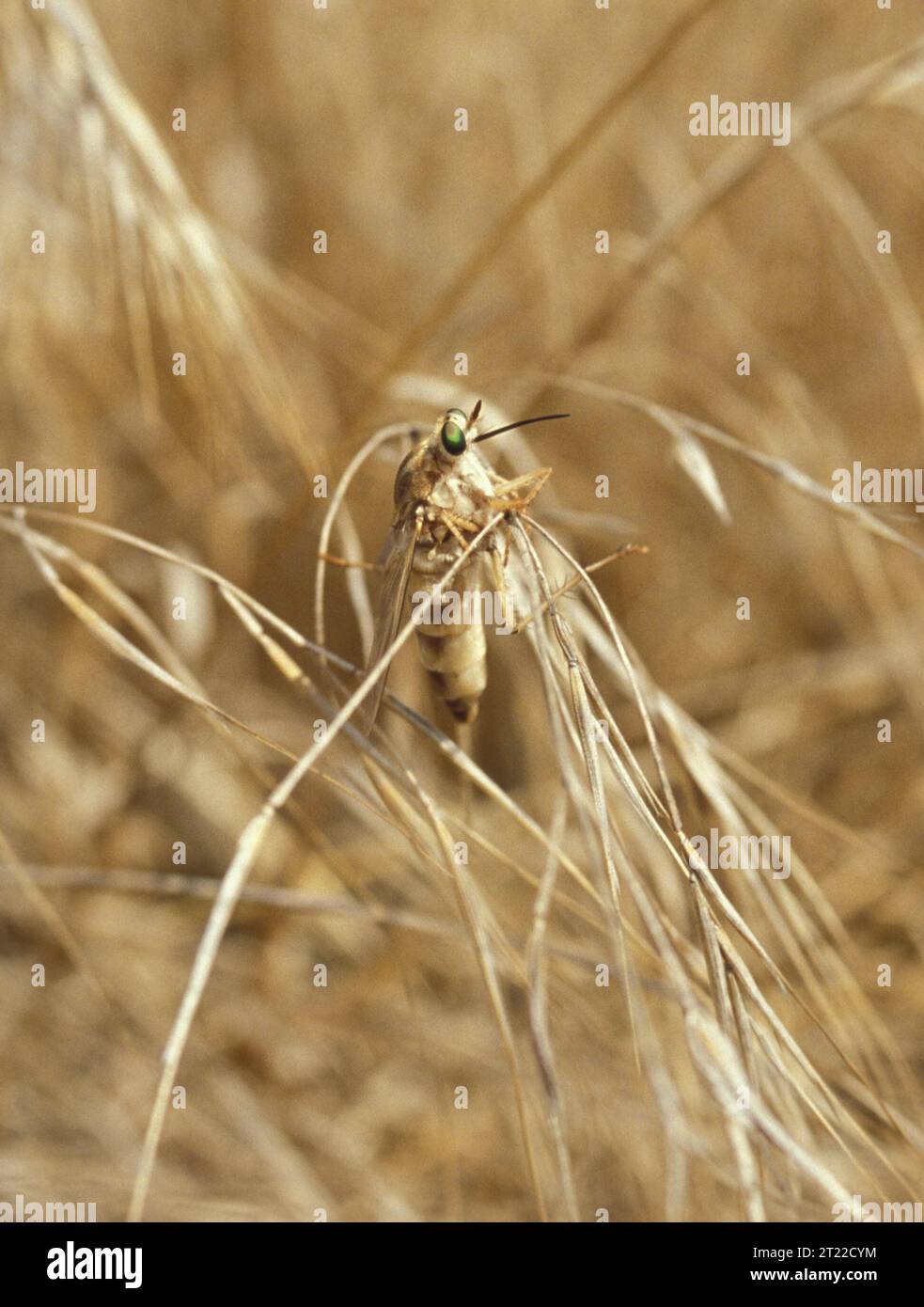 For current information on status go to http://ecos.fws.gov/servlet ...