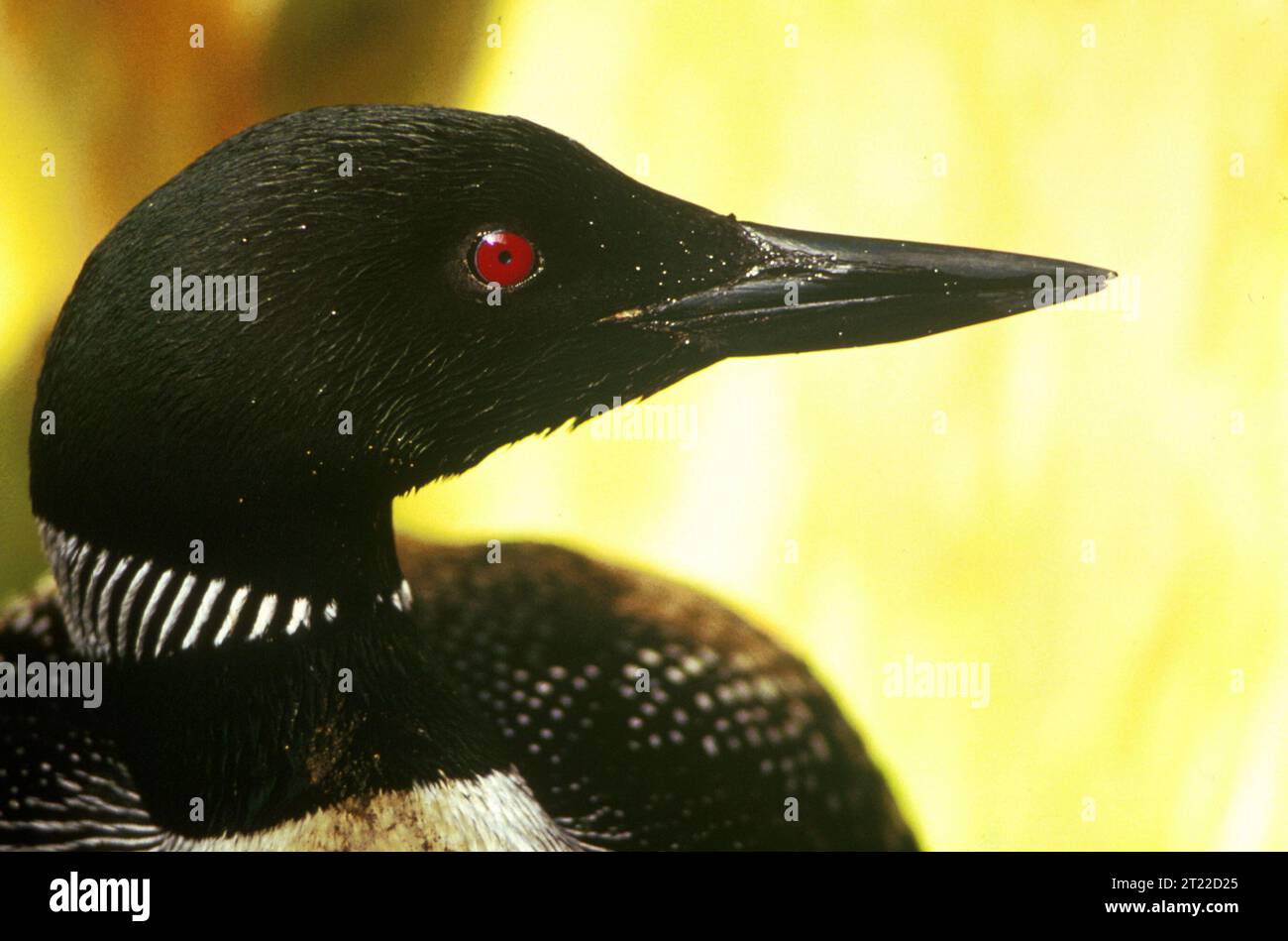 A close-up view of a common loon showing its distinctive head and ...