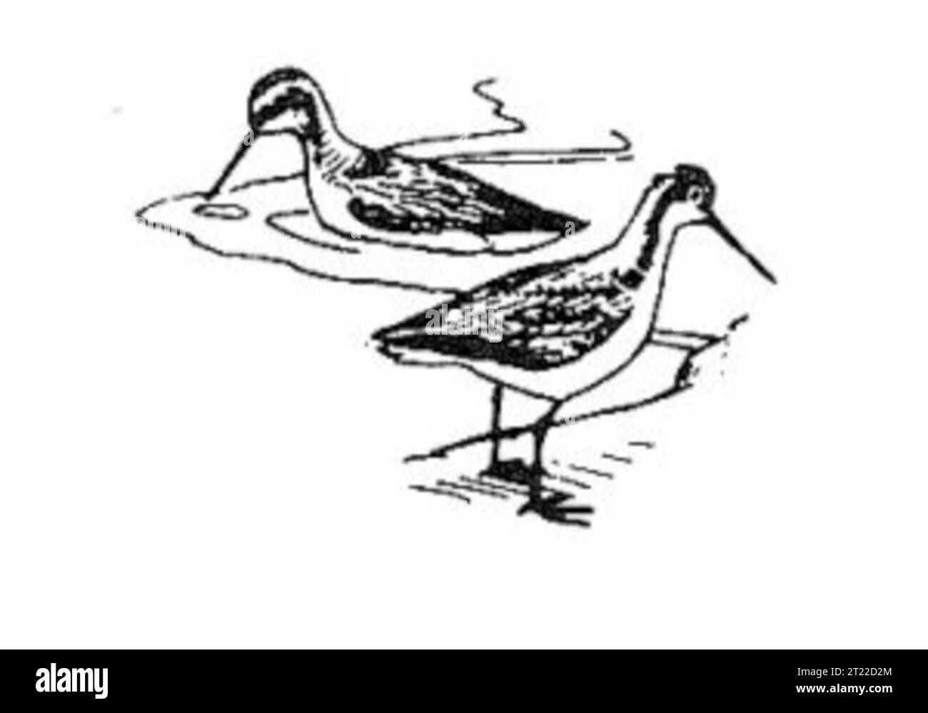 line art, illustration, black and white. Subjects: Birds; Wading birds ...