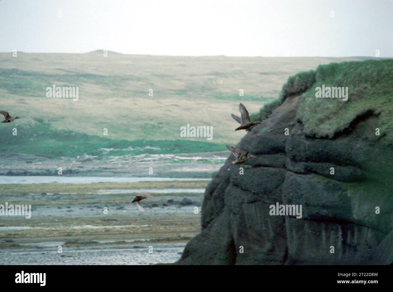 The Common Eider is a sea duck known for its thick, insulating feathers ...