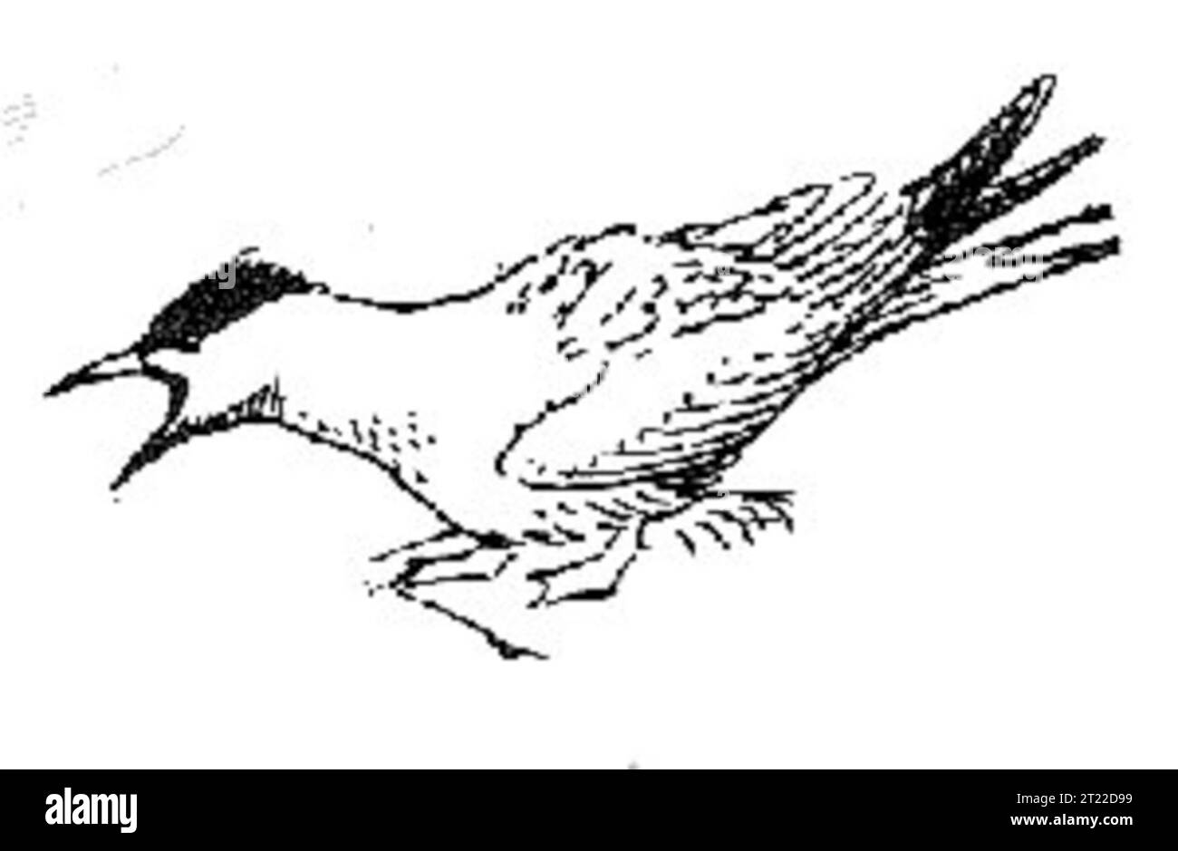 Black and white line art of arctic tern. animals;Scanned from paper ...