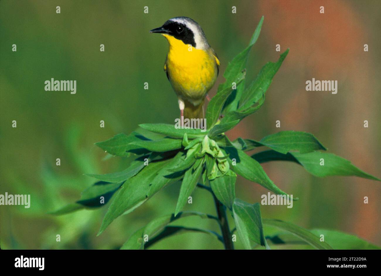 Geothlypis trichas. Creator: Menke, Dave. Subjects: Birds; Desoto ...