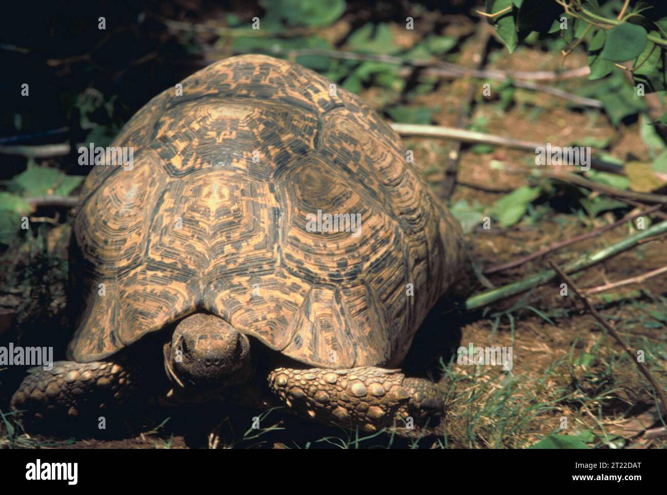 The leopard tortoise is a large species of tortoise found in Kenya ...