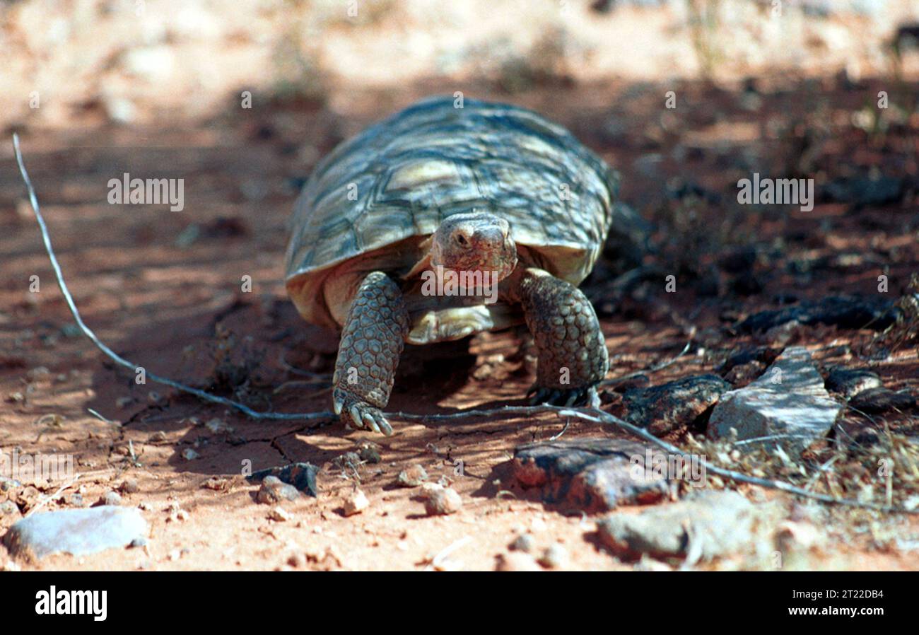 For more information about this species go to http://ecos.fws.gov ...