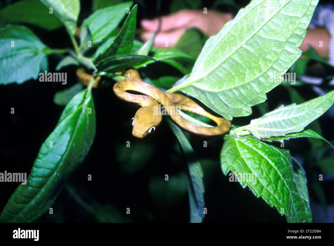 Brown tree snake from guam hi-res stock photography and images - Alamy