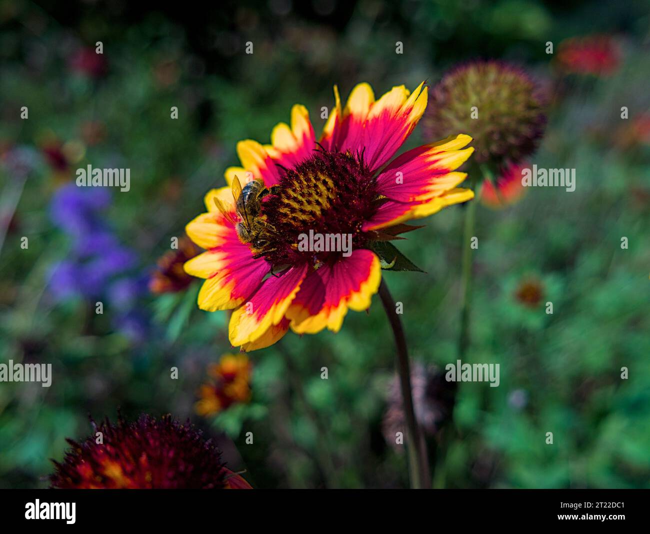 a honey bee covered in pollen sitting on a red and yellow flower, close ...