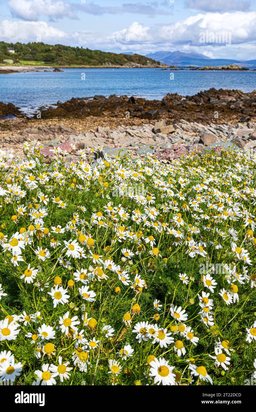Sea Mayweed (Tripleurospermum maritimum) growing by a beach on the ...