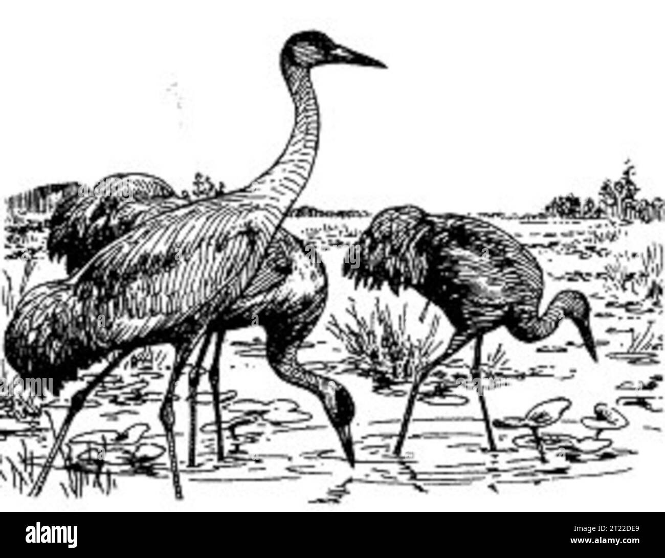 Line art illustration of a Whooping Crane, a large wading bird known ...