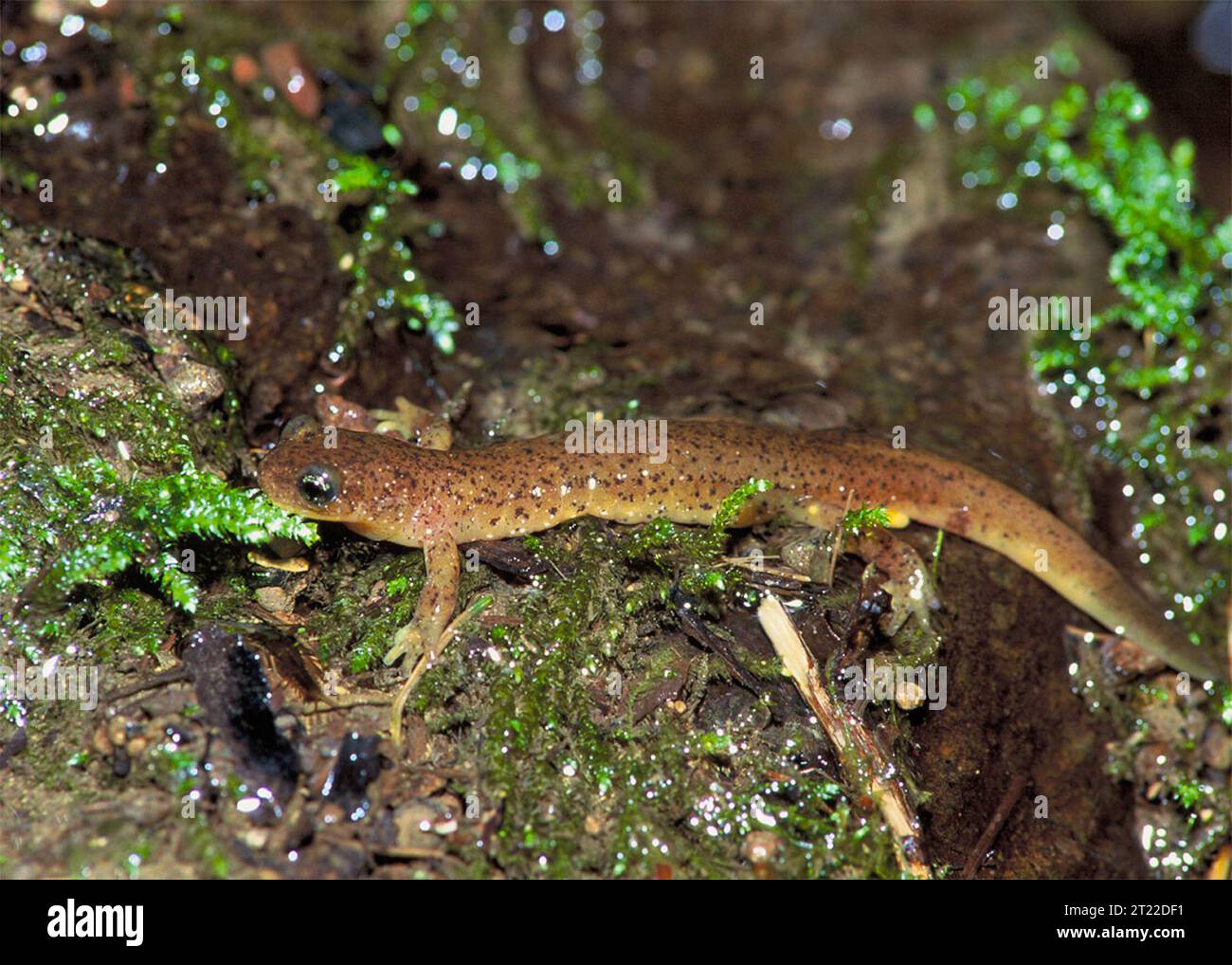 The Olympic salamander is a species of amphibian found in the Olympic ...