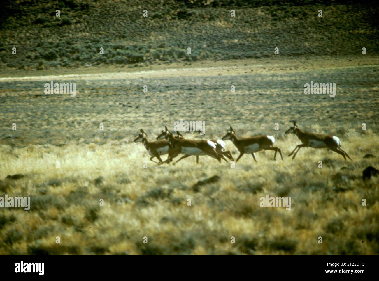 Creator: Woody, Jack. Subjects: Mammals; animals; wildlife; herd ... Creator: Woody, Jack. Subjects: Mammals; animals; wildlife; herd ...