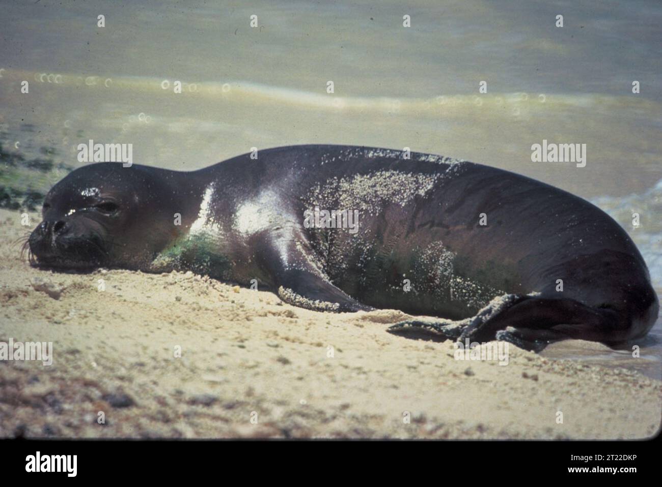 Caribbean Monk Seal Extinct