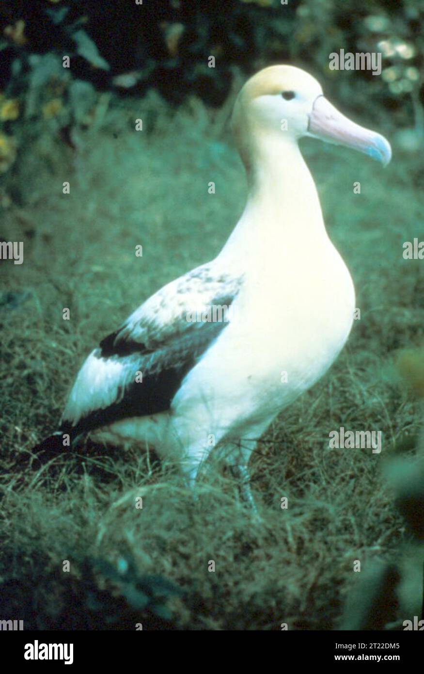 Short-tailed Albatross standing on shore Stock Photo - Alamy