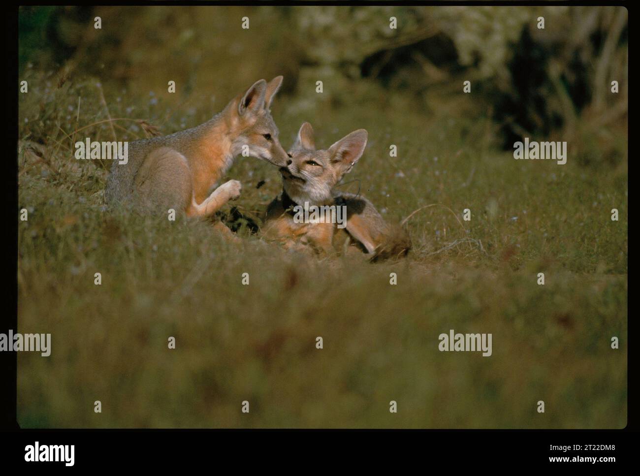 San Joaquin kit foxes are small nocturnal mammals native to arid ...