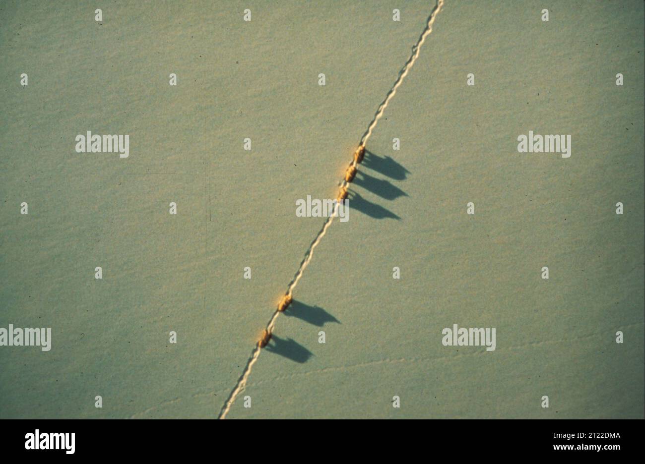 Alaska wolf wildlife refuge hi-res stock photography and images - Alamy