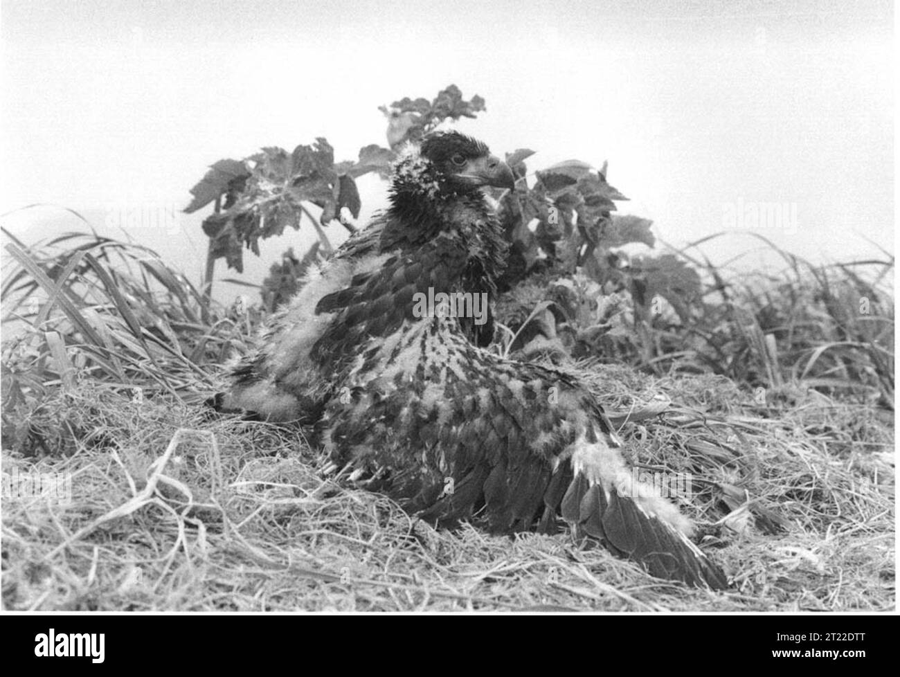Alaska Maritime (D-2) Photo. Subjects: Species; Birds; Raptors; ARLIS ...
