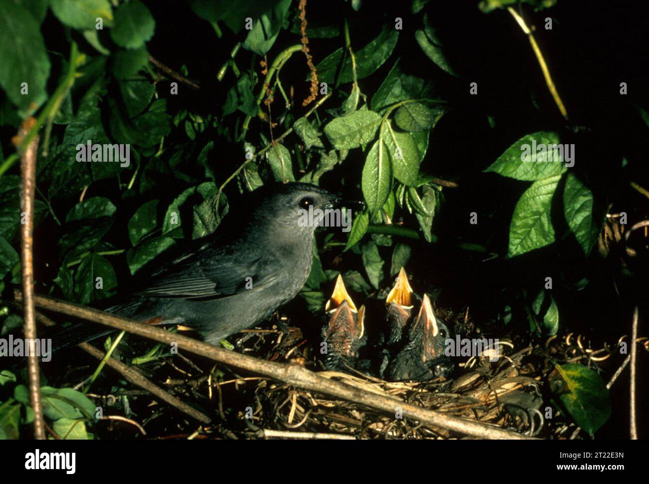 Catbird nest hi-res stock photography and images - Alamy