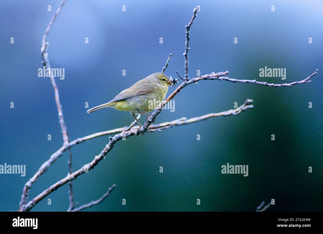 Vermivora celata. Creator: Menke, Dave. Subjects: Alaska; Birds ...