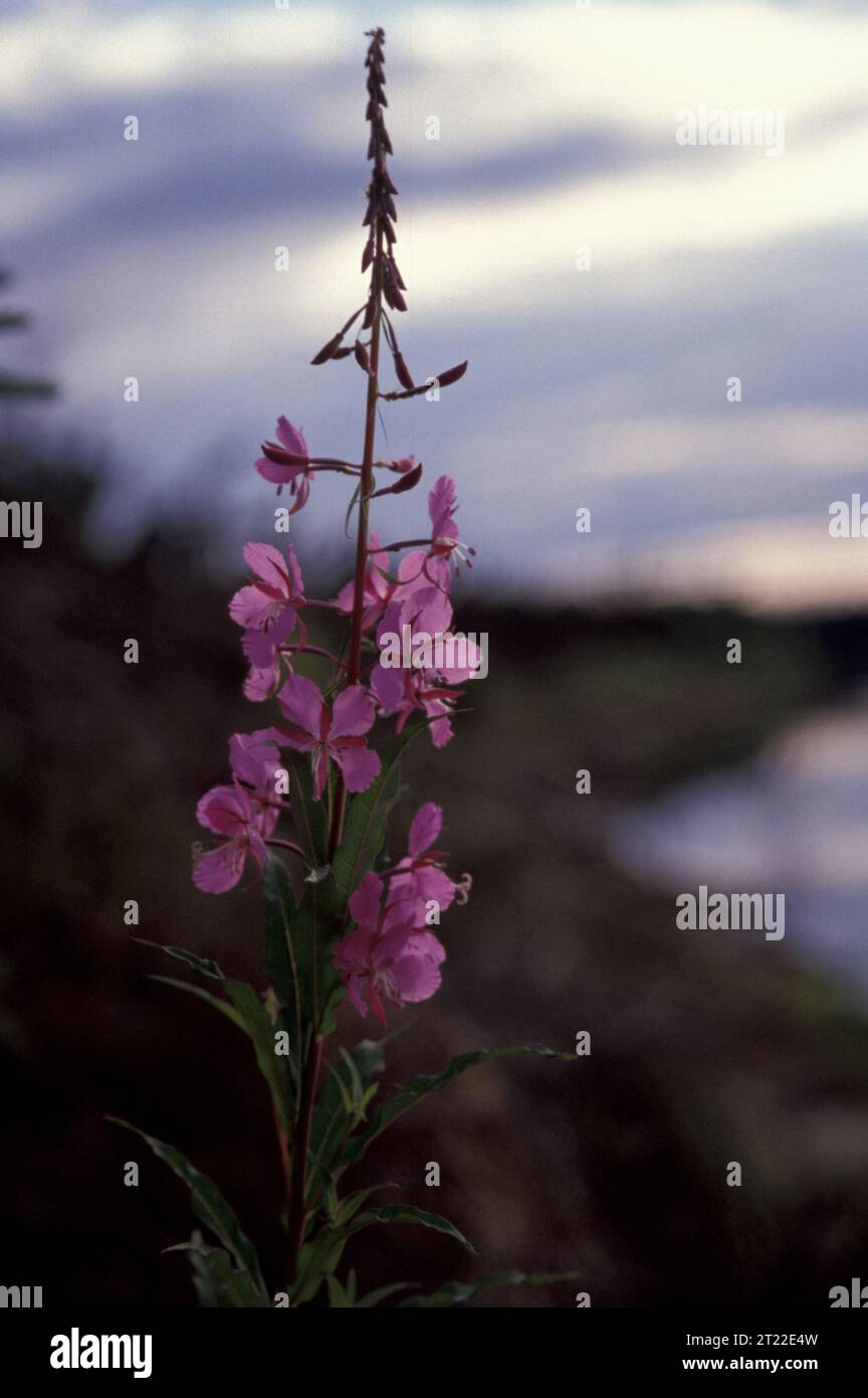 Creator: Ramsburg, Anna. Subjects: Wildlife refuges; Innoko National ...