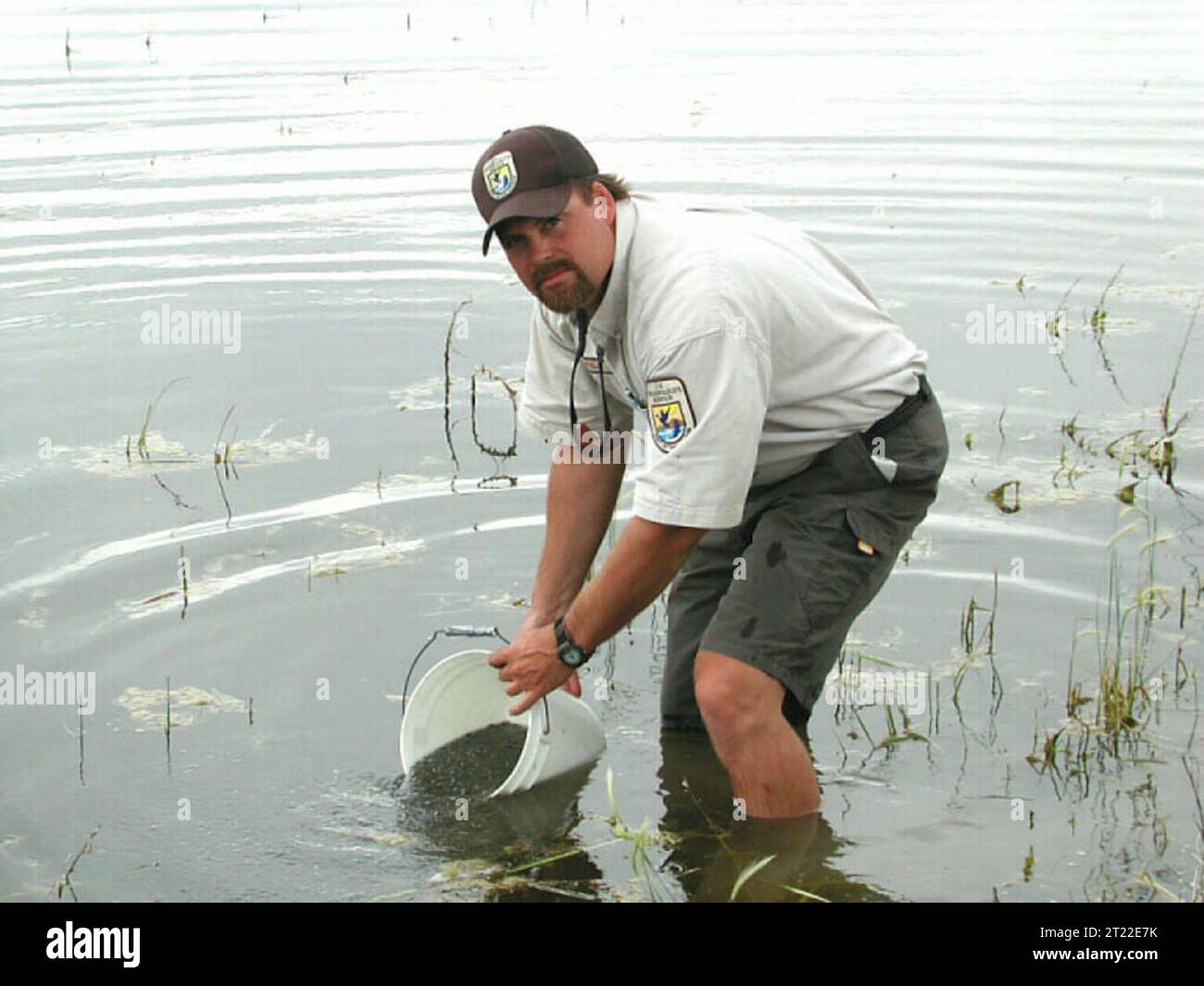 Razorback sucker fry are being stocked into nursery areas of the Green ...