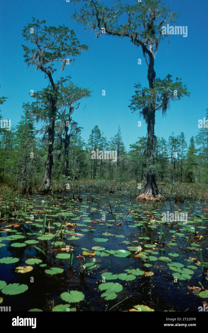 Creator: Doherty, Joe. Subjects: Wetlands; Georgia; Swamps. . 1998 ...