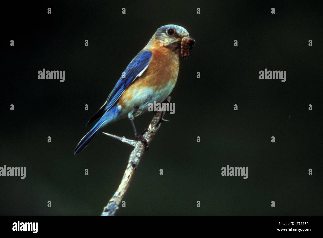 Creator: Menke, Dave. Subjects: Birds. . 1998 - 2011 Stock Photo - Alamy