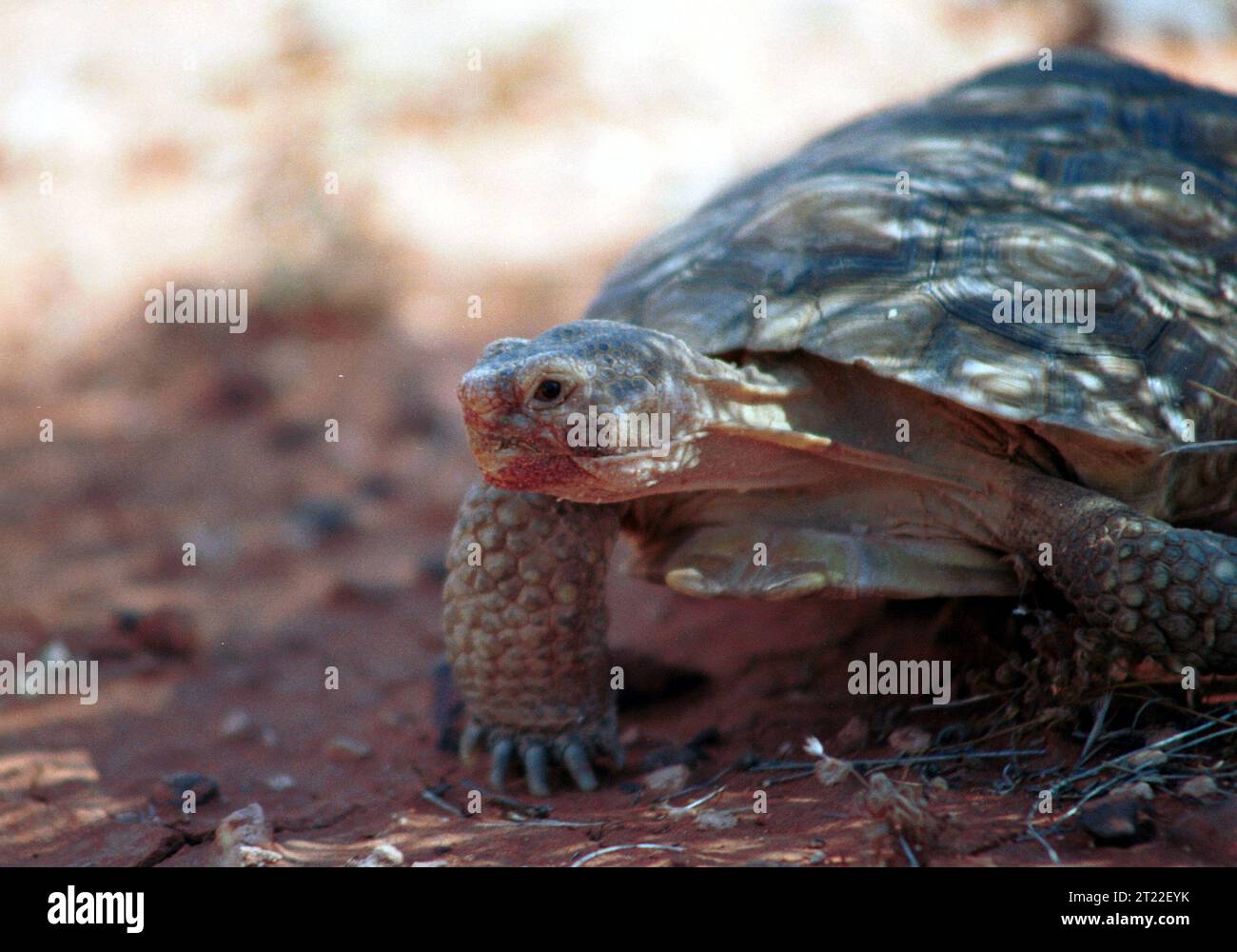 For more information about this species go to http://ecos.fws.gov ...