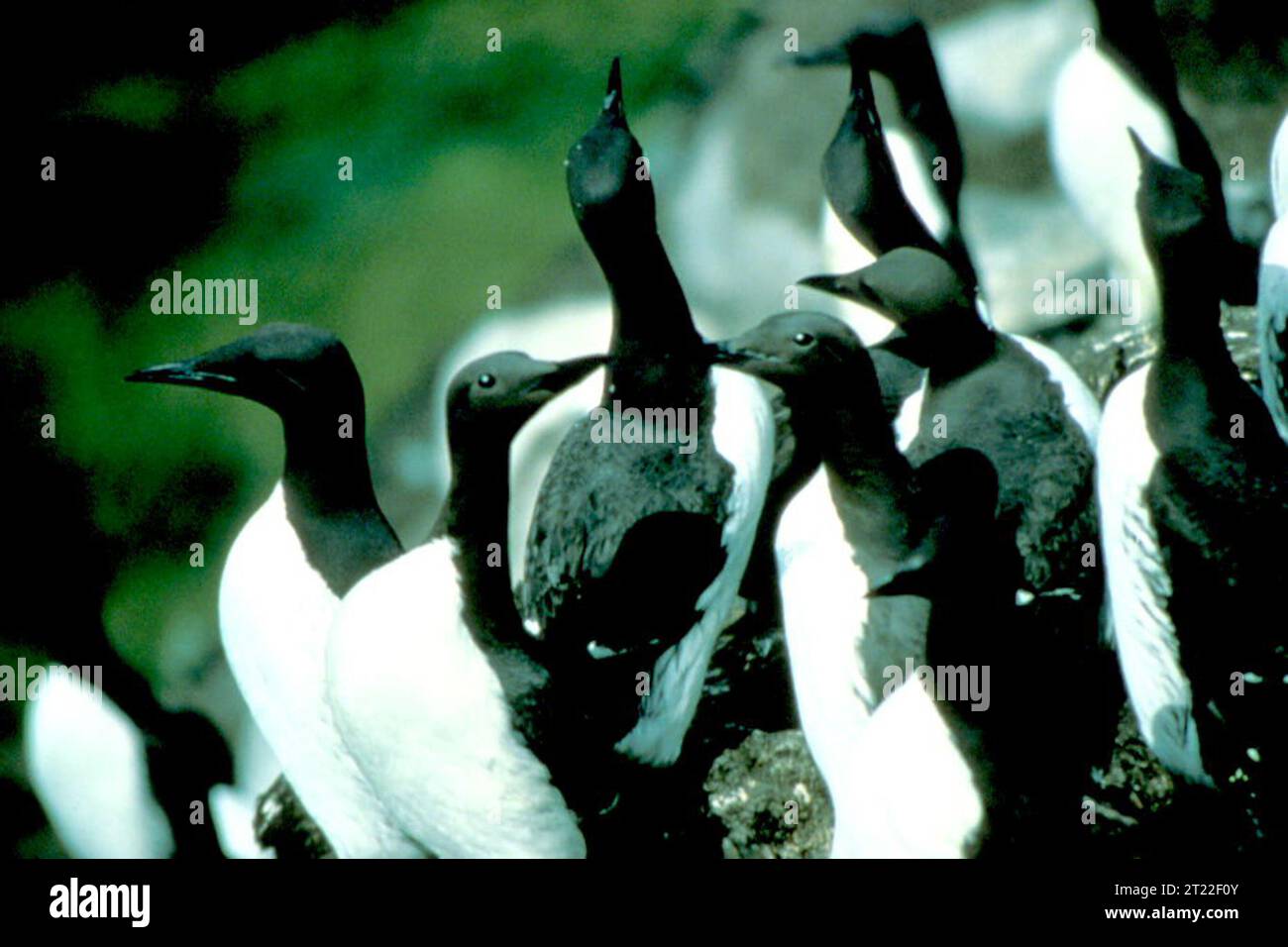 Creator: Hatch Scott Stock Photo - Alamy