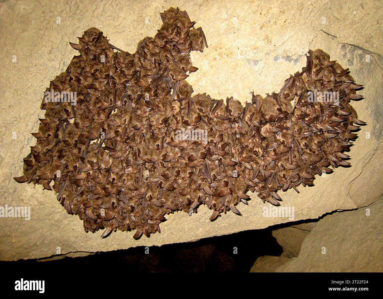 Cluster of hibernating Virginia big-eared bats in Hellhole, Pendleton ...