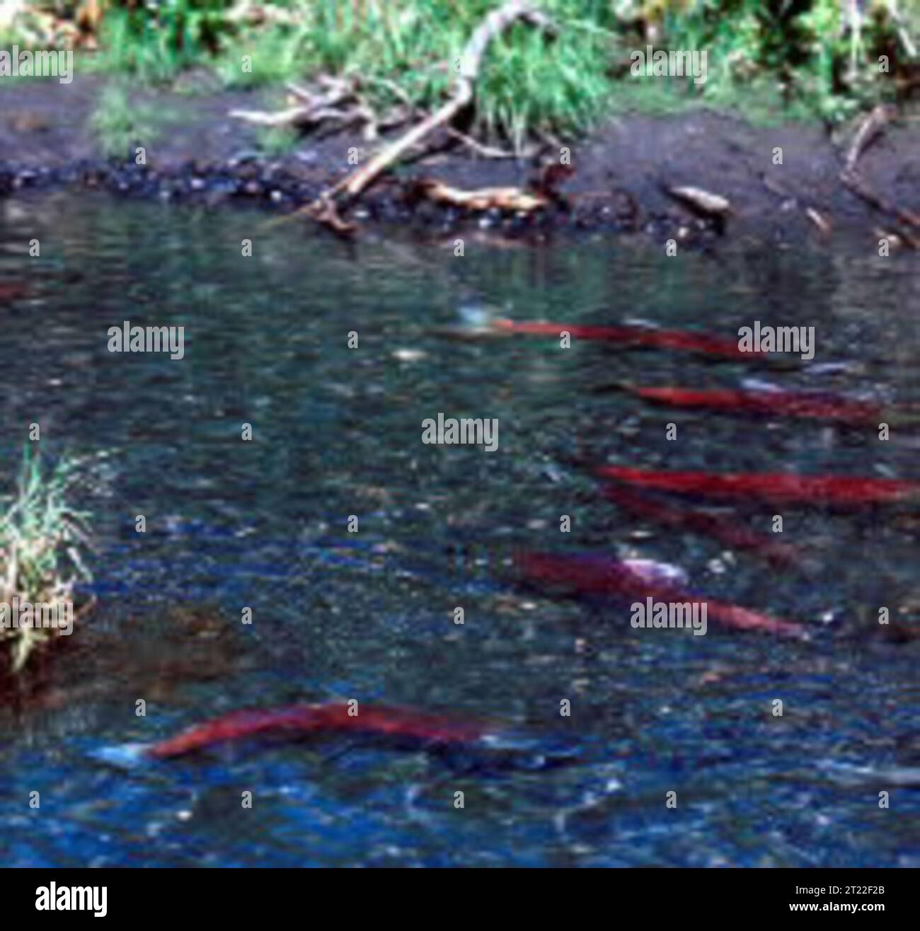 Creator: Keller Joe Stock Photo - Alamy