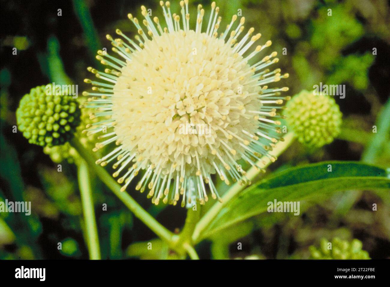 Dense cluster of white blossoms hi-res stock photography and images - Alamy