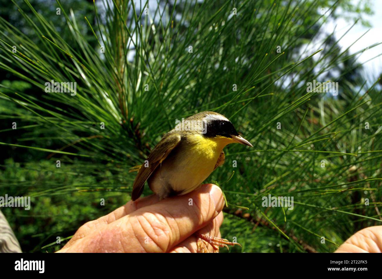 Neotropical migrant birds hi-res stock photography and images - Alamy