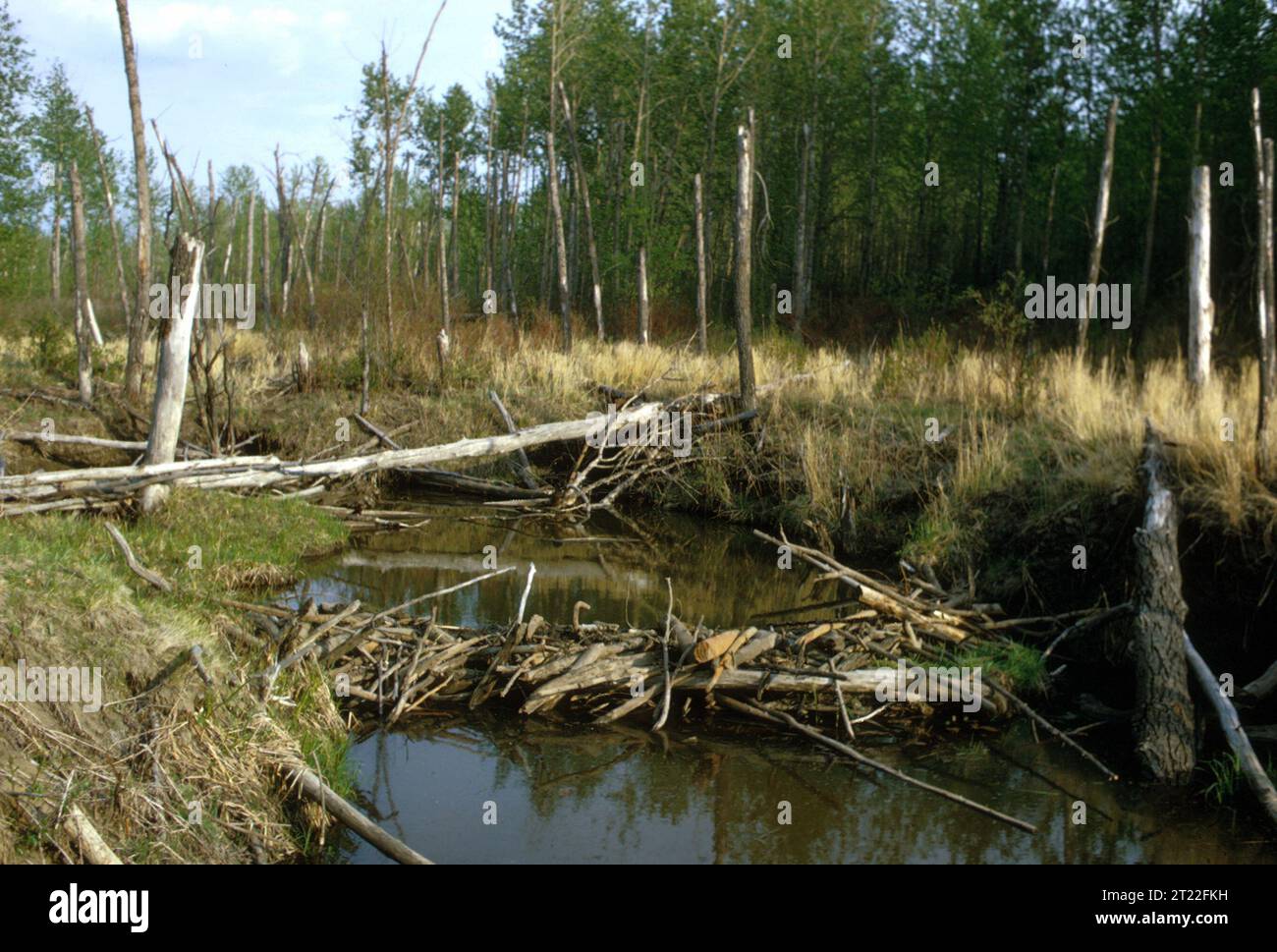 A beaver dam built across a stream, showing interwoven branches and ...
