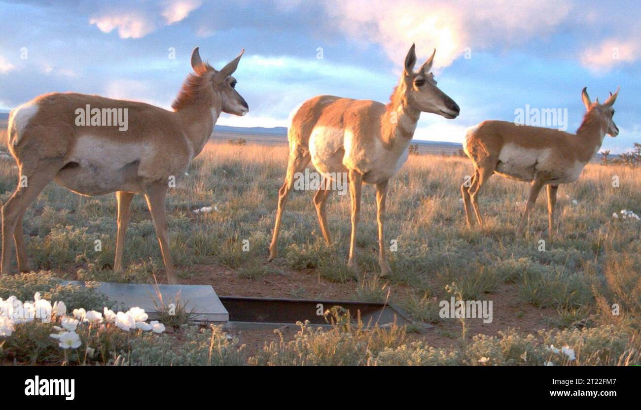 Antelope in a field at Sevilleta National Wildlife Refuge in New Mexico ...