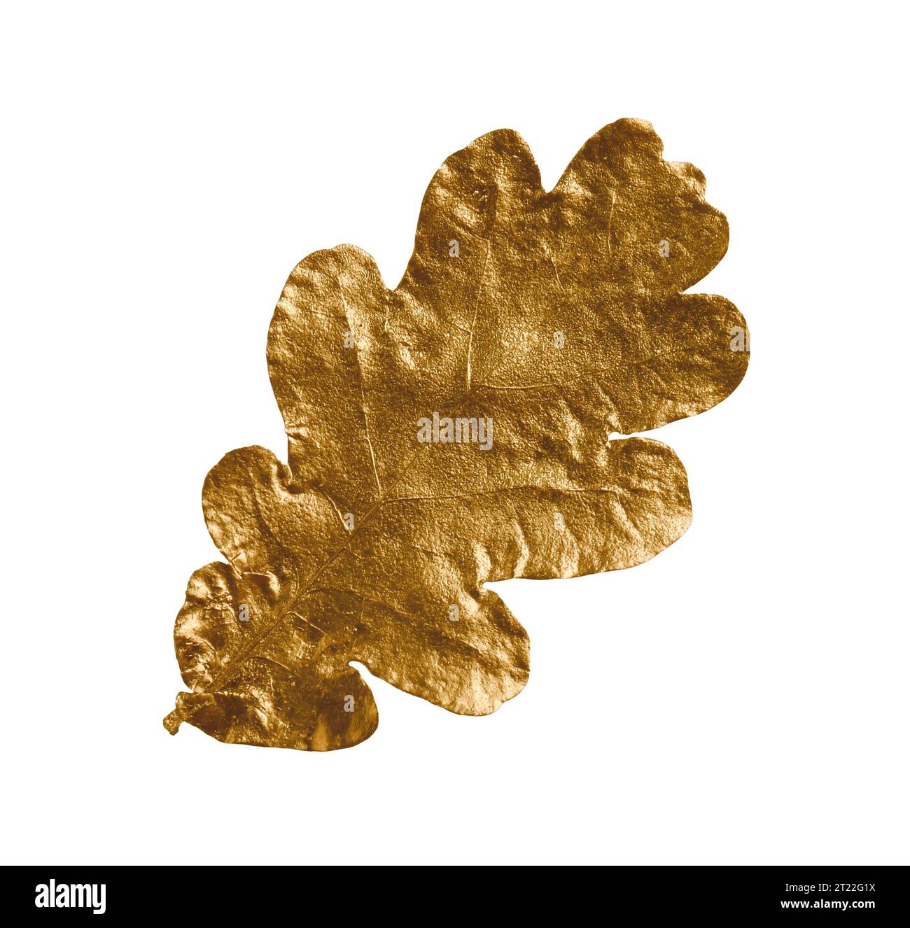 One golden oak leaf isolated on white. Autumn season Stock Photo - Alamy