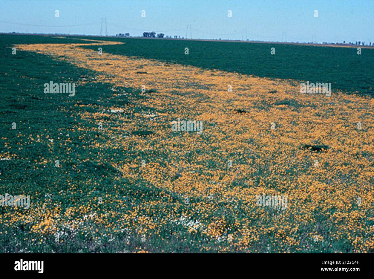 A linear renal-type wetland, a specific wetland type, features an ...