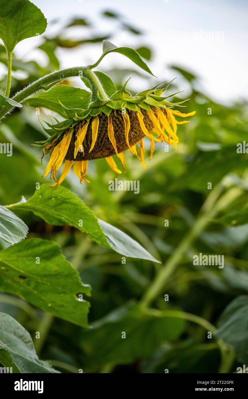 Sunflower with yellow petals facing the flor in the sunflower field ...