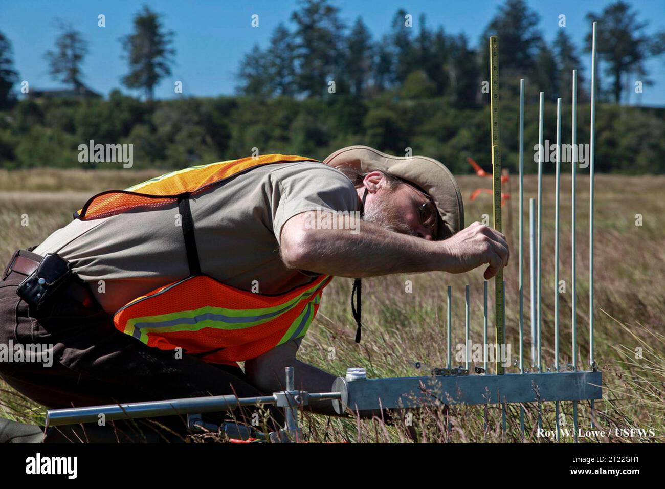 A U.S. Fish and Wildlife Service biologist measures marsh surface ...