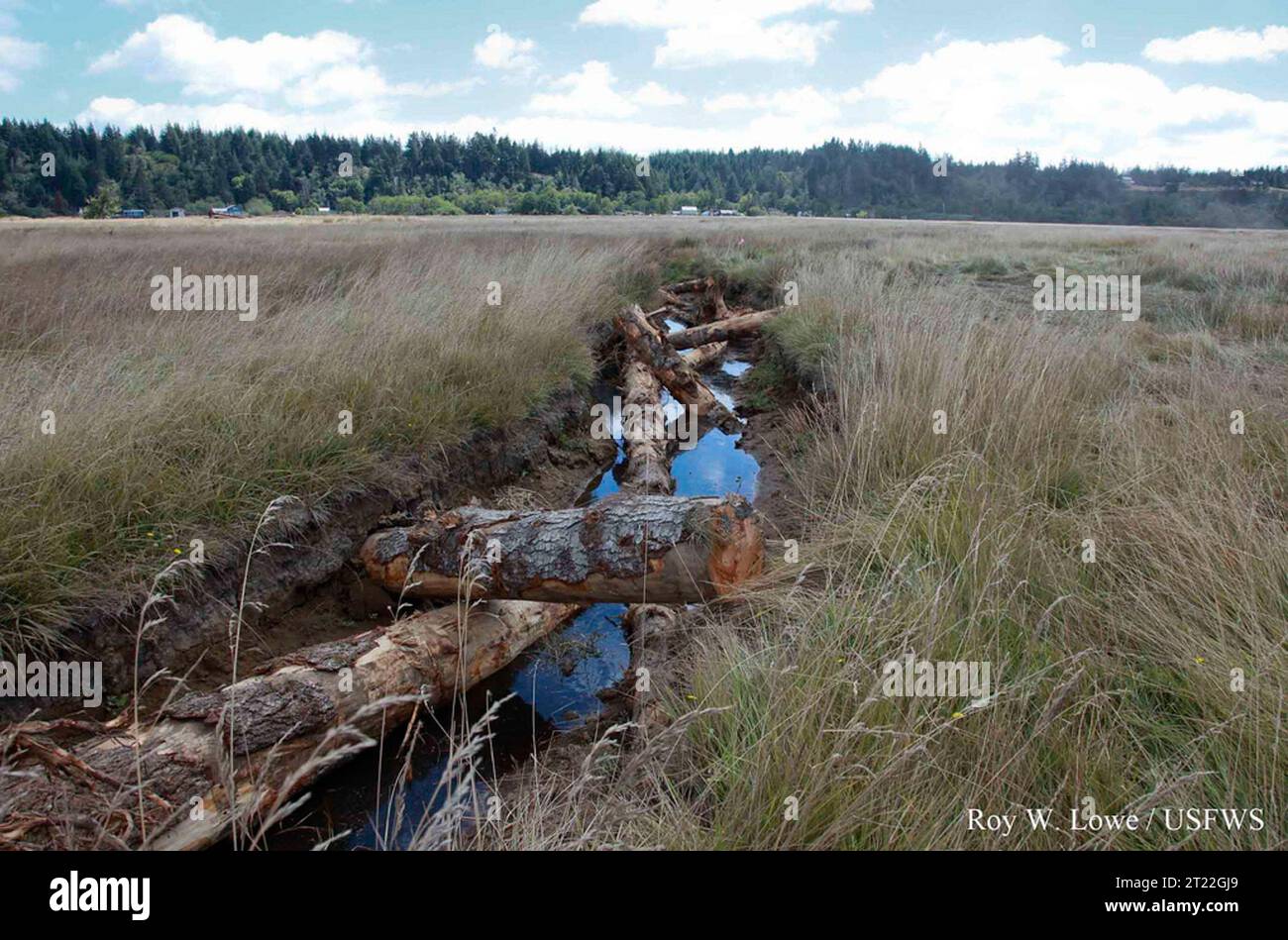 The placement of woody debris in the smaller constructed channels began ...