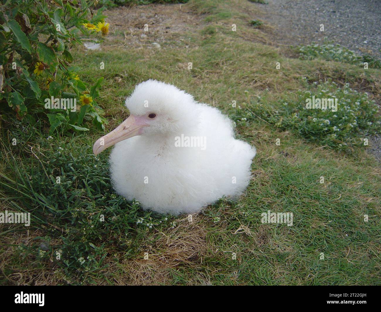 A Laysan albatross chick on Midway Atoll National Wildlife Refuge ...