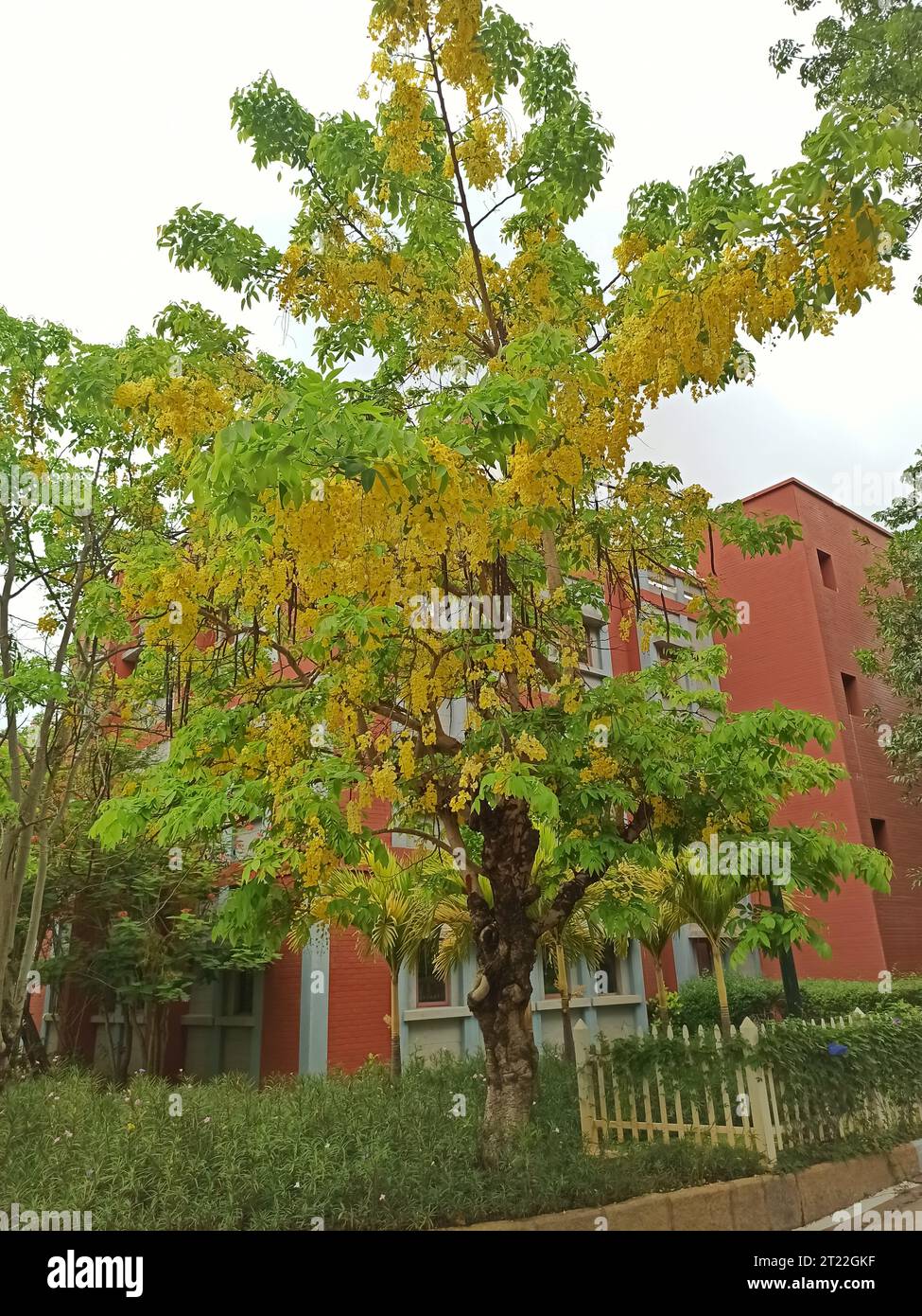 A closeup selective focus picture of small yellow colored flowers tree called Cassia Fistula ...