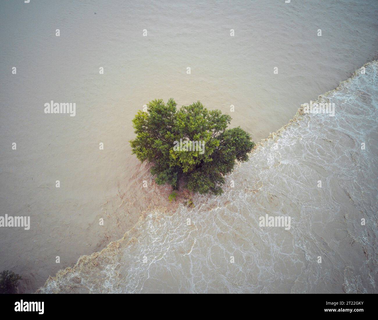 Tree in water top down hi-res stock photography and images - Alamy