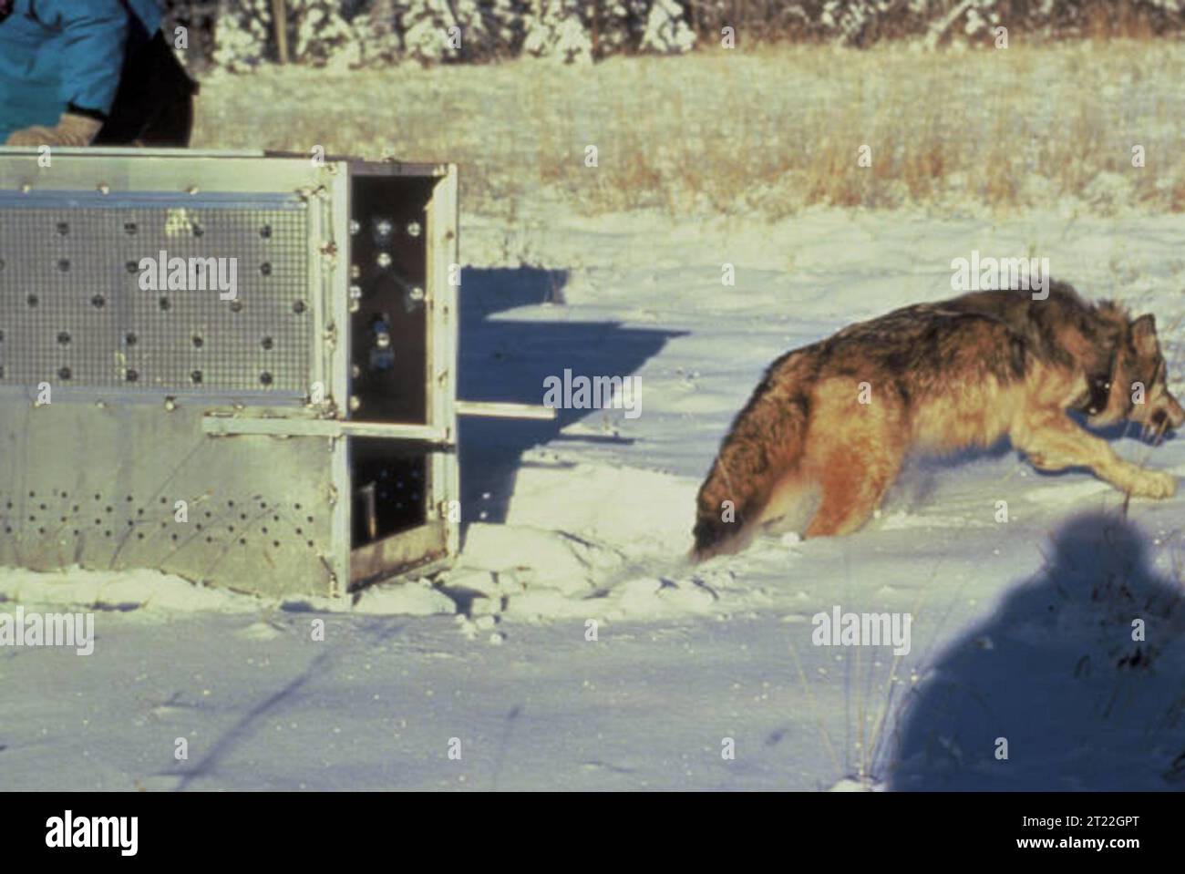 A gray wolf fitted with a radio collar is released into the wild. The ...