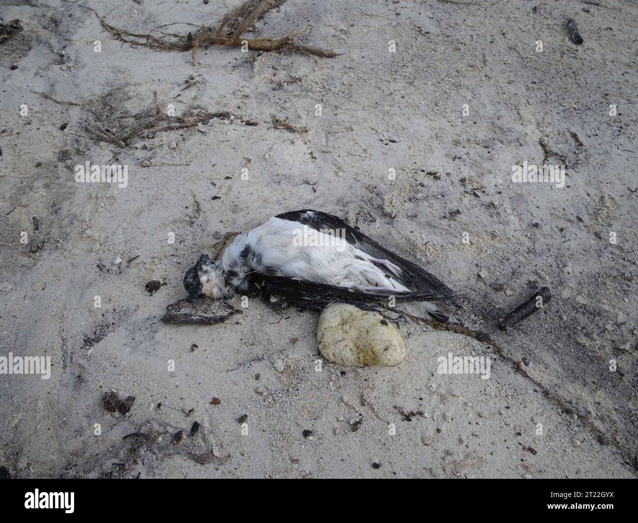 Bonin petrels hi-res stock photography and images - Alamy