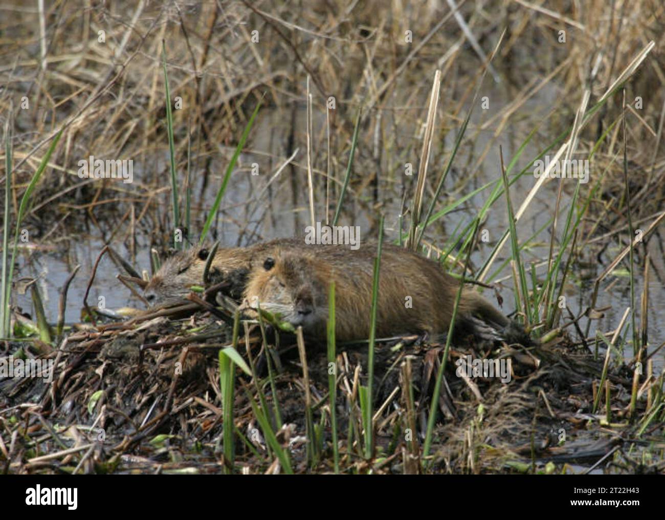 Nutria damage hi-res stock photography and images - Alamy