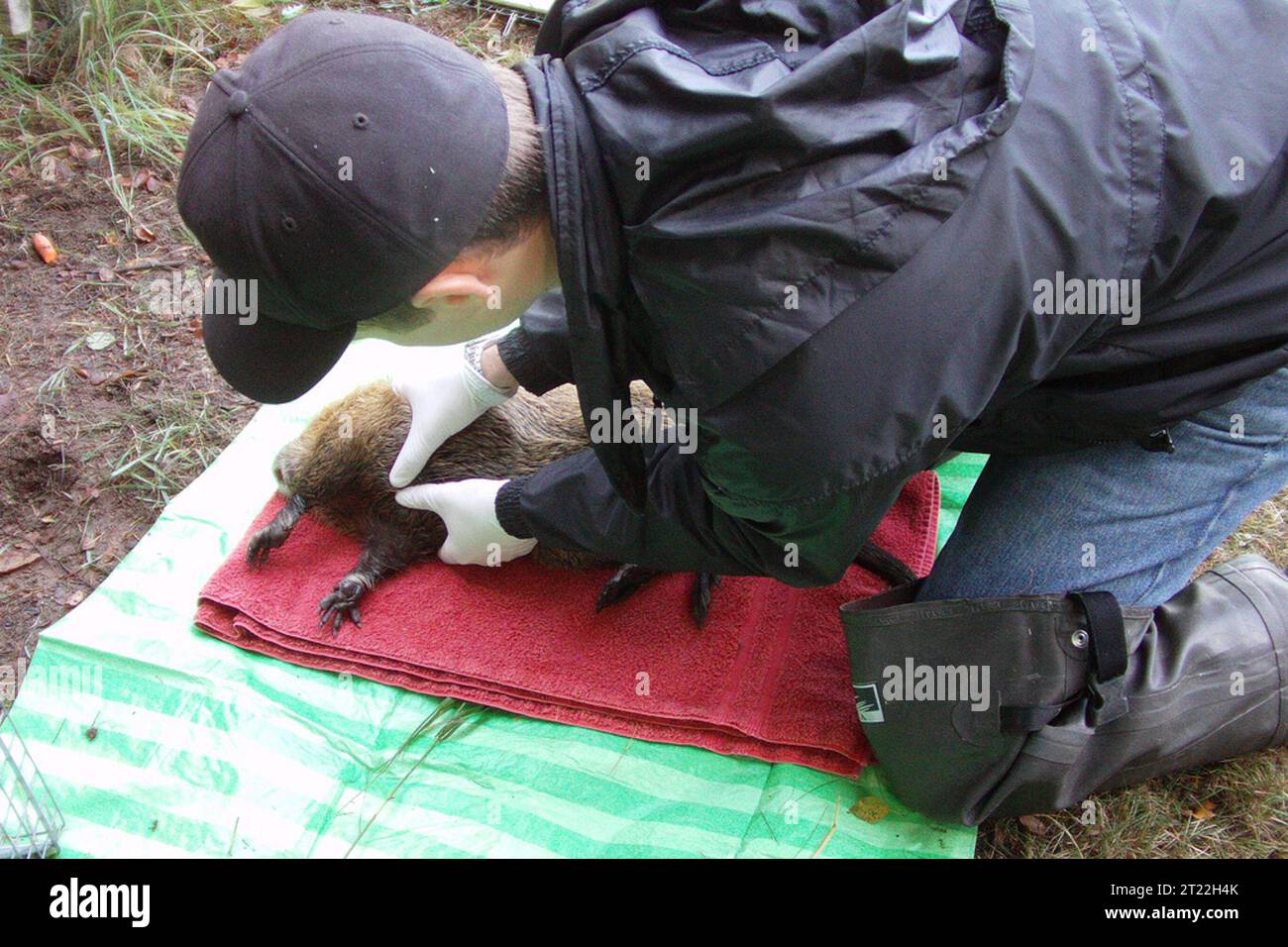 A nutria is examined before being tagged. Tagging the animals will help ...