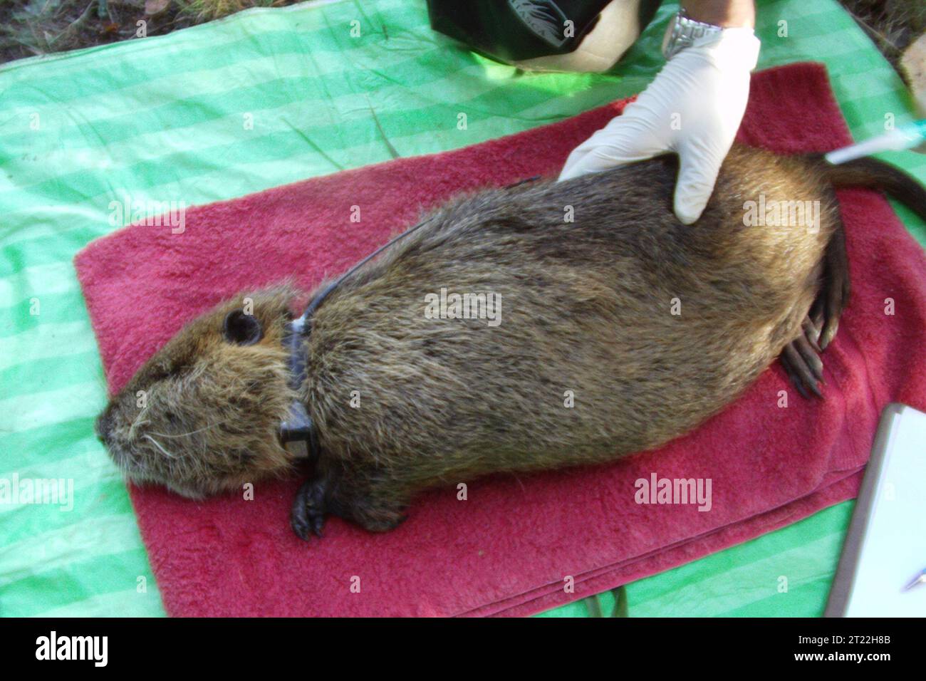 A nutria in Oregon fitted with a tracking collar to help biologists ...